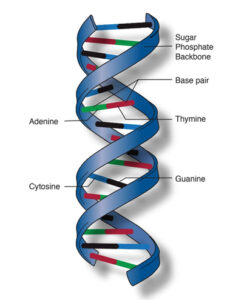 Blood Relative Marriages: How They Affect Your Baby’s Health ...